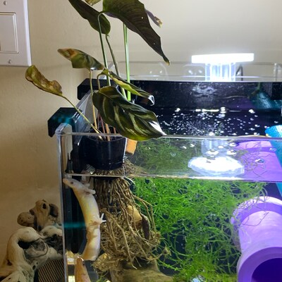 DIY Self Cleaning Conversion Kit for Anchor Hocking 2 Gallon - Etsy