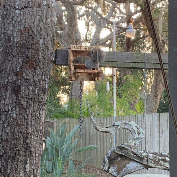 The Original Squirrel Nut House Feeder - Etsy
