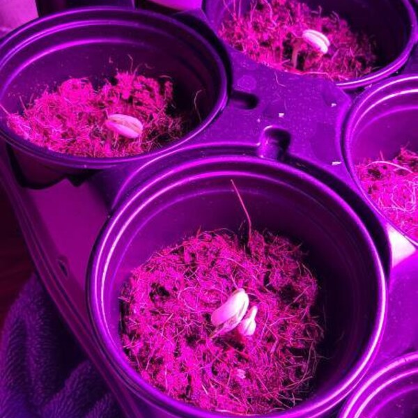 LARGE PACKAGE| 12 Seeds of Birdhouse/bottle Gourd- Lagenaria Siceraria ...