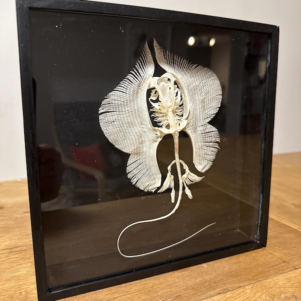 Real Frogfish Skeleton, Anglerfish, Antennariidae, Fish Taxidermy ...