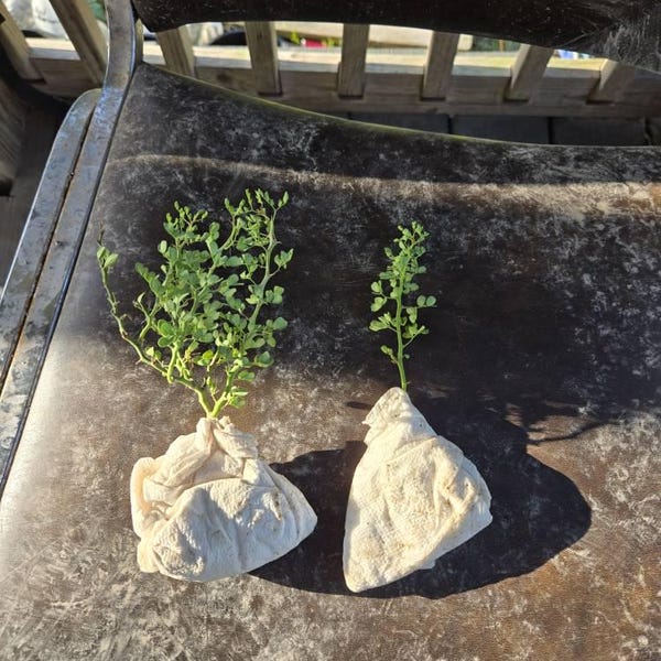 Guajillo (berlandier Acacia), Native Texas Tree Seeds and Seedlings ...