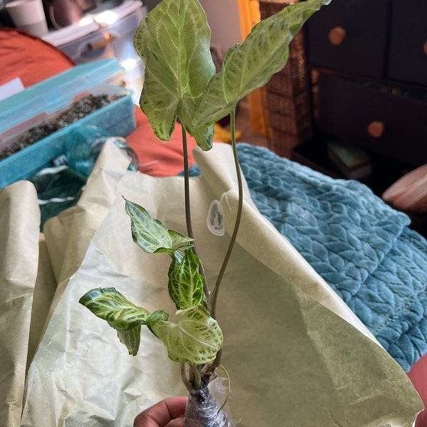 Syngonium Batik Starter Plant (ALL STARTER PLANTS Require You to ...