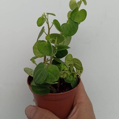 Bitcoin Chinese Money Plant Peperomia Coin 2.5 Pot Easy to Grow - Etsy
