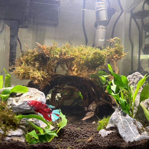 Aquarium Driftwood Centerpiece Aquascape Hardscape Arch Fish Tank ...