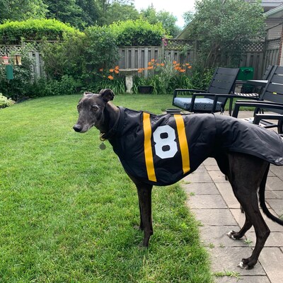 Greyhound Coats, Greyhound Track Coats. Nylon Dog Coats, Fleece Lined ...