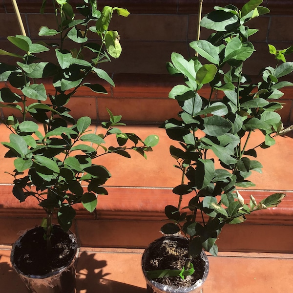 Key Lime Tree in Half Gallon Pot, Grafted, Only Ships Within FLORIDA - Etsy