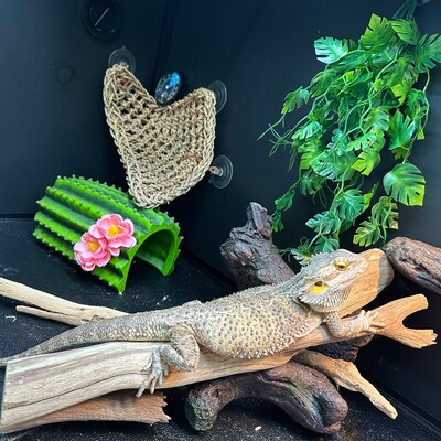 20 Manzanita Log, Aquarium Wood, Reptile Wood, Terrarium Basking Perch ...