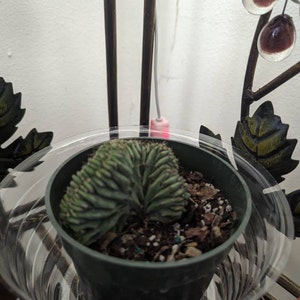 Peperomia ruby Cascade Trailing Succulent, Indoor Plant - Etsy