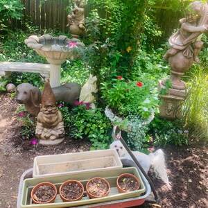 Jewels of Opar ''limon'' Limon Talinum - Etsy