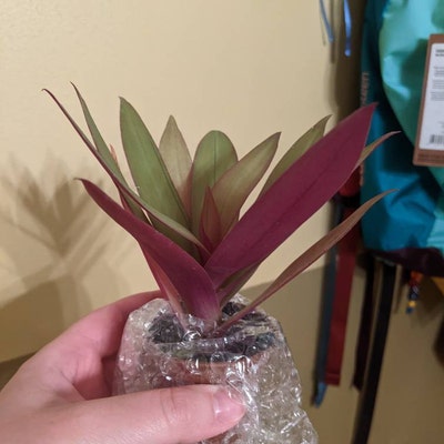 Rhoeo 'sitara's Gold' tradescantia Spathacea - Etsy