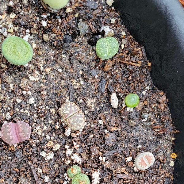 Plant-one-conophytum Ratum Horn - Etsy