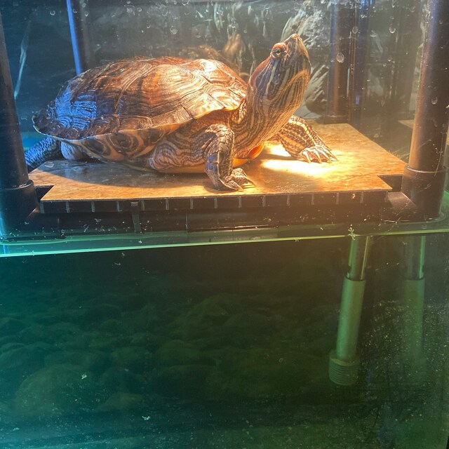 WeLikeTurtles - Etsy