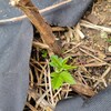 3 Raspberry Plants "joan J"-completely Thornless, Everbearing, High ...