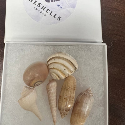 RARE Pawleys Island Shells Seashell Imperial chunky Venus Clam 1 Piece ...