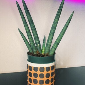 Sansevieria Starfish, Boncel Cylindrica, Snake Plant, Live Plant - Etsy