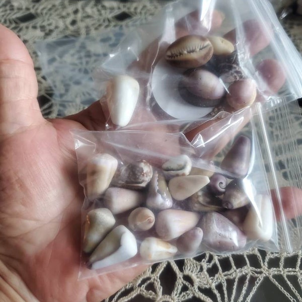 Hawaii Black Opihi Limpet Sea Shell Pack of 50 Assorted Size Limpets - Etsy