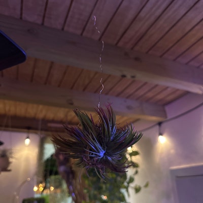 6 Hanging Glass UFO Capsule Plant Orb/terrarium - Etsy