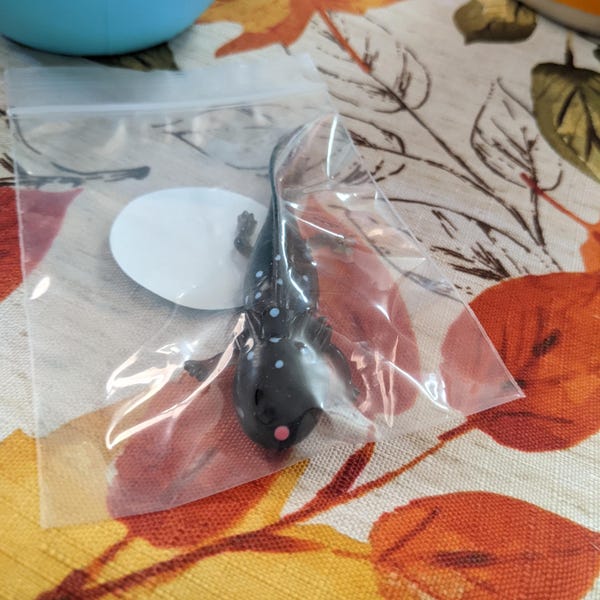 Mini Axolotl, Baby Axolotl, Squishy Stress Toy, Albino Axolotl, Axolotl ...