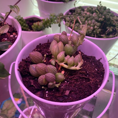 String of Watermelon Succulent Plant - Etsy