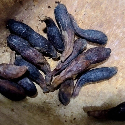 Alligator Pepper / Efom Wisa / Guinea Pepper / Grains of - Etsy New Zealand