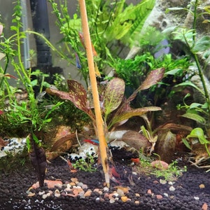 5 Indian Almond Leaves Nano, 5 Filao Cones & 10 Alder Cones Package for ...