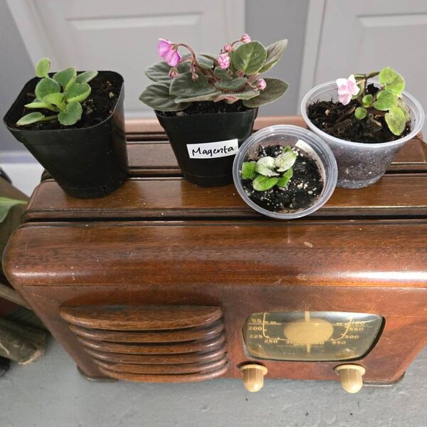 Rob's Pewter Bells Mini African Violet - Etsy