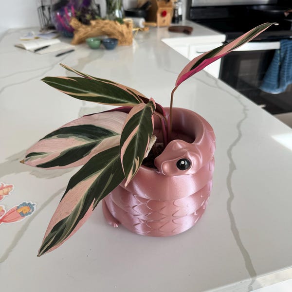 Snake Planter Snake Plant Pot With Drainage Cute Snake Planter Perfect ...