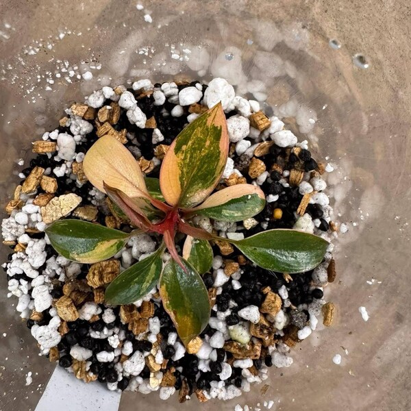 Variegated Monstera Deliciosa White Lava Rooted Leaf Cutting - Etsy