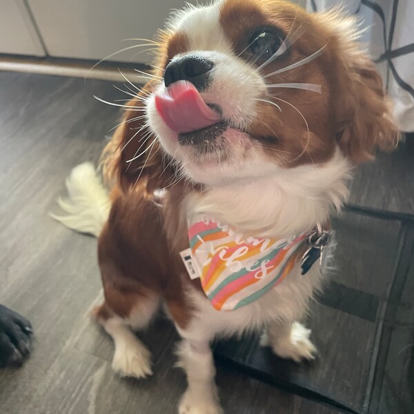 Taylor Swift Car Coaster, Taylor Swift Gift Ideas, Car Coaster , Dog ...