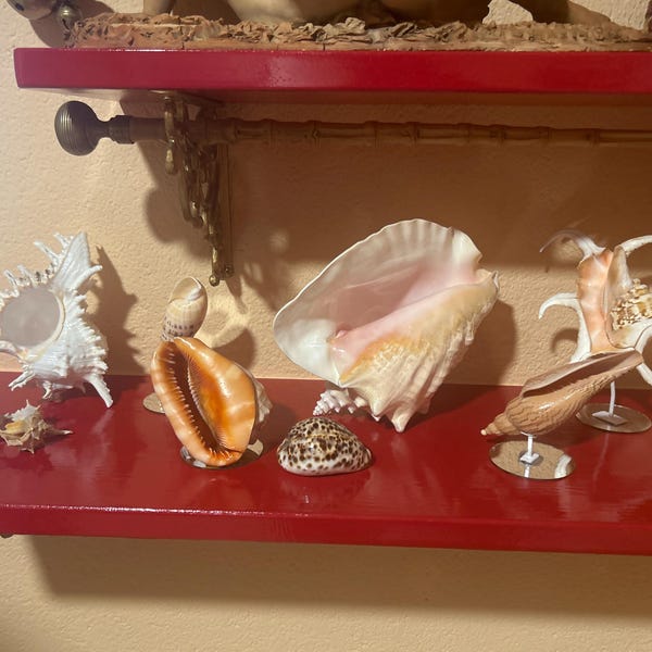 Huge Ocean Shell, Large Beautiful Shell, Sea Shell Treasure, Sea Shells ...