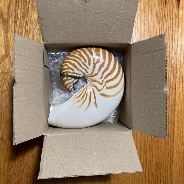 Chambered Nautilus Conch Shell Ocean Vortex Natural Beautiful Giant ...