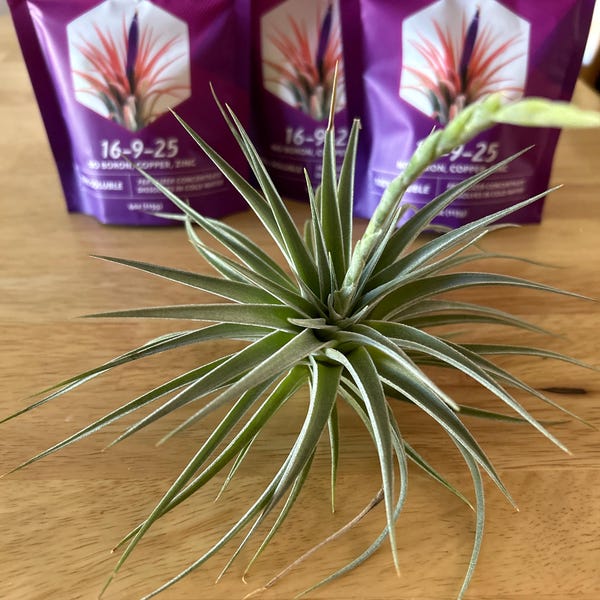 Tilly Boost 4oz | Tillandsia & Bromeliad Food | Air Plant Fertilizer ...