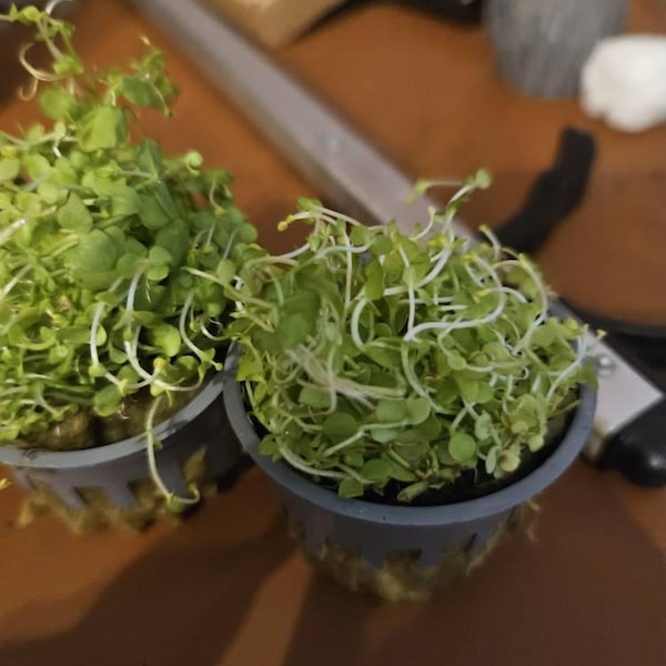 Mini Terrarium Plants (6 Plants) (2" Pots) Fairy Garden Plants Assorted ...