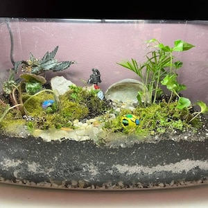 Star Moss Tortula Ruralis - Etsy