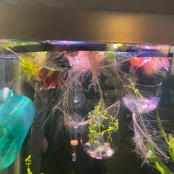 Combo 5 Dwarf Water Lettuce + 5 Red Root Floaters Live Floating Aquatic ...