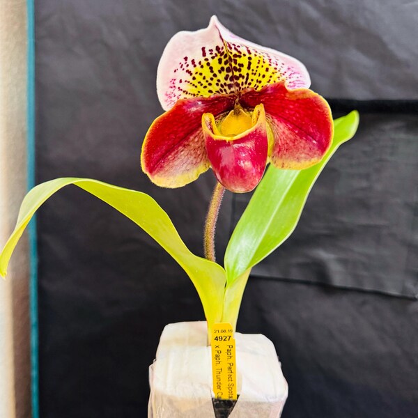 Rlc. Sung Ya Green 'mailman' 2.5 Pot - Etsy