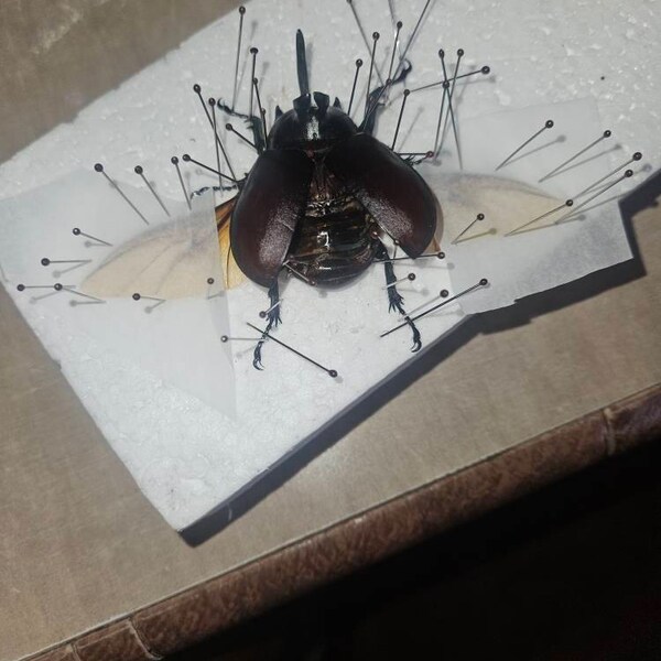 Morpho Aurora Butterfly, Mounted (wings Spread) and Framed in a Riker ...