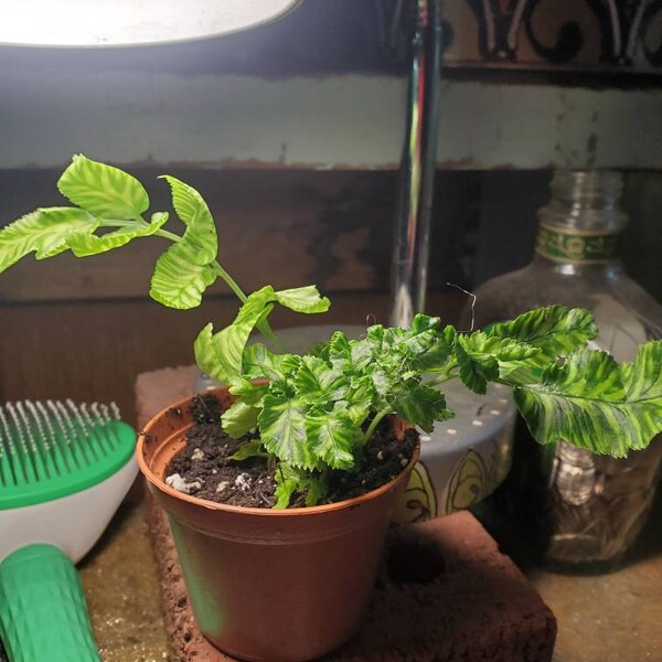 Golden Zebra Variegated Bamboo Fern Plant Starter Low Light House ...