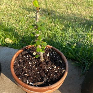 Dwarf Crown of Thorns Red Form euphorbia Milii Imperatae - Etsy