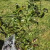 Giloy (tinospora Cordifolia) or Guduchi Plant Sold From Cutting W/o ...