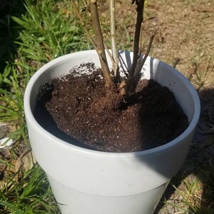 Maqui Seeds 15 Organic Wild Harvested Maqui / Chilean Wineberry ...