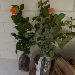 Climbing Rose 'pinata' Live Plant Perennial Shrub Yellow Red Orange ...