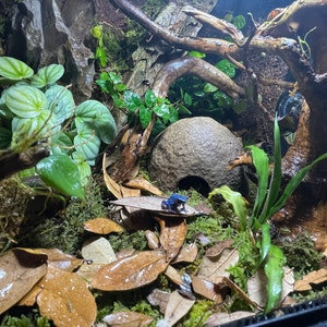 Live Frog Moss Mood Moss Pads Dicranum for Terrarium or Vivarium Quart ...