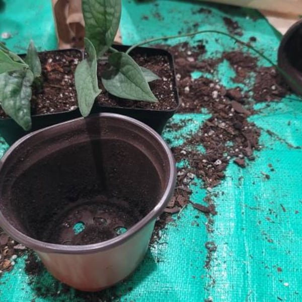 Spider Man Monstera “amydrium Silver” 4” Pot (ALL PLANTS Require You to ...
