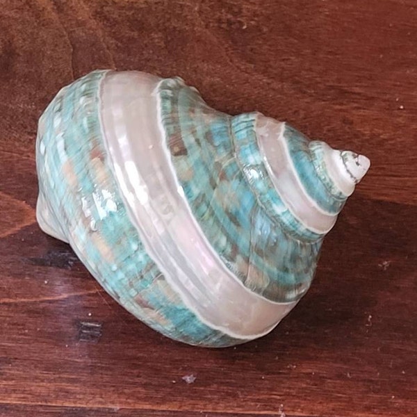 Large Polished Tiger Cowrie Shells (3 - 3.75 Inches) - Etsy