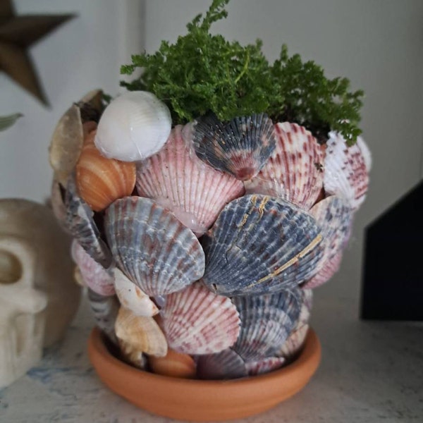 25+ Scallop Sea Shells, Florida Scallops, Sanibel Scallop Shells ...