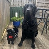 Black Labrador - Pet Planter - Dog Planter - Garden Planter - Birthday ...