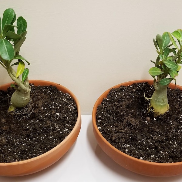 Desert Rose Picotee Adenium Obesum Starter Plant - Flowering Plant ...