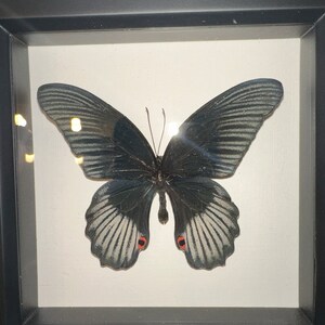 Preserved Scarab Beetle Anatomy Taxidermy Display - Etsy