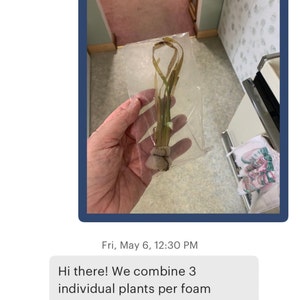 BUY 2 GET 1 FREE Corkscrew Val vallisneria Contortionisteasy Live ...